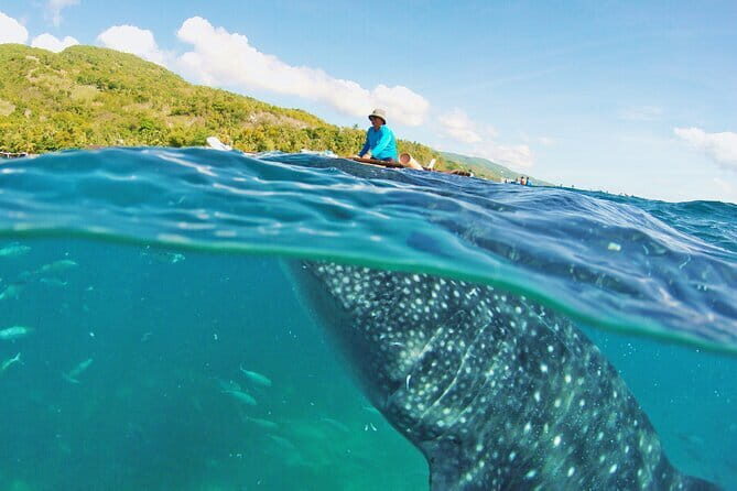 Whale Shark Snorkeling, Kawasan Falls, Sardines Run from Cebu - Key Points
