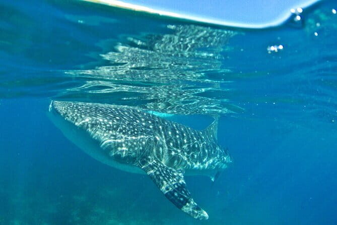 Whale Shark Snorkeling, Kawasan Falls, Sardines Run from Cebu - An In-Depth Look at the Itinerary