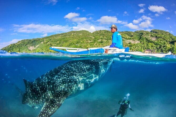 Whale Shark Snorkeling, Kawasan Falls, Sardines Run from Cebu - The Sum Up