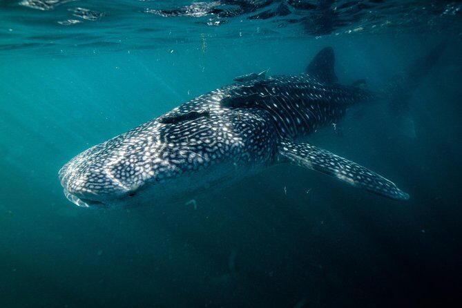 Whale Shark snorkeling tour in a reduced group with local marine biologist - Frequently Asked Questions