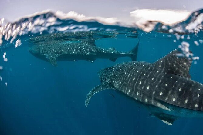 Whale Shark Snorkeling Tour in La Paz - The Itinerary in Detail