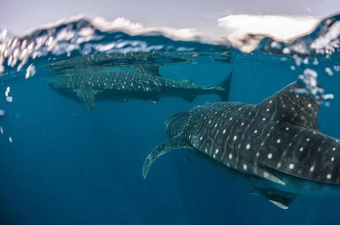 Whale Shark Snorkeling Tour in La Paz - The Value of the Experience