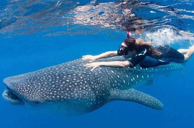 Whale Shark Snorkeling Tour in La Paz - Final Thoughts