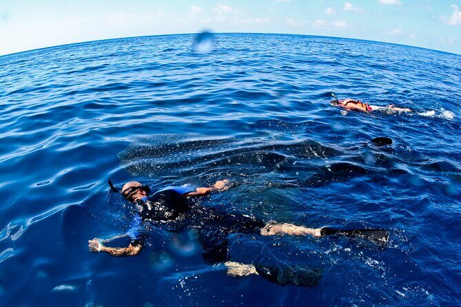 Whale Shark Swim Adventure SMALL GROUP from Cancun - Introduction: Is This Tour Right for You?