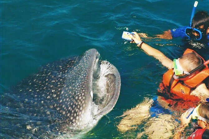 Whale Shark Swim Adventure SMALL GROUP from Cancun - FAQ