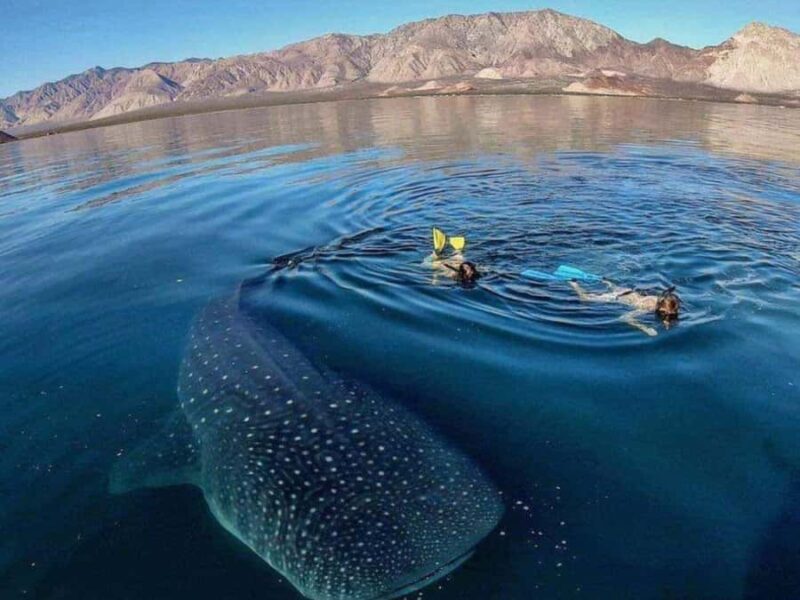 Whale Shark Swim, La Paz, and Todos Santos Day Trip - Who Should Consider This Tour?