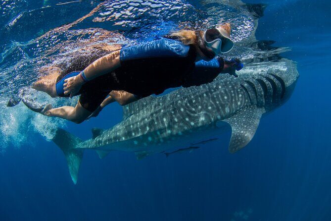 Whale Shark Swimming Adventure from Cancun & Riviera Maya - Seasonal June/Sept - An In-Depth Look at the Experience