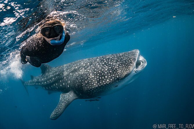 Whale Shark Swimming Adventure from Cancun & Riviera Maya - Seasonal June/Sept - Final Thoughts: Who’s This Tour For?