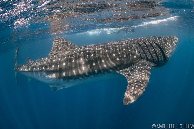 Whale Shark Swimming Adventure from Cancun & Riviera Maya - Seasonal June/Sept - FAQs