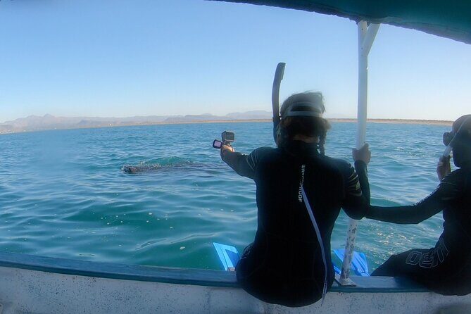 Whale Shark Swimming Adventure: Small Group with Marine Biologist - Key Points