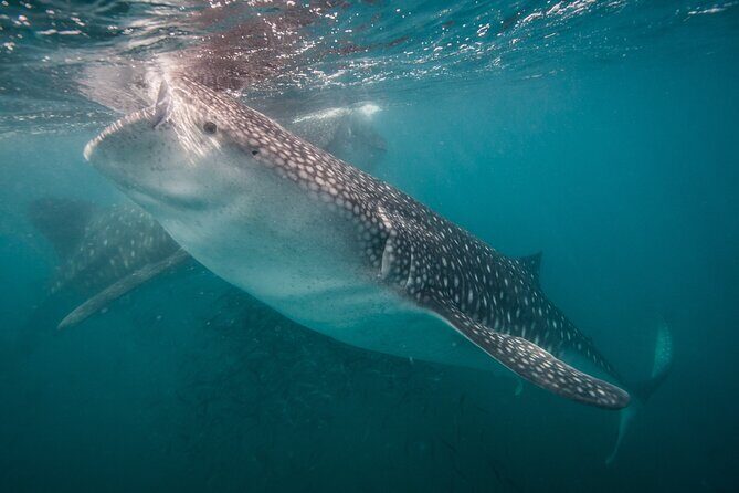 Whale Shark Swimming Adventure: Small Group with Marine Biologist - An Honest Look at the Whale Shark Tour in La Paz