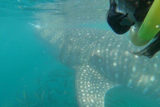 Whale Shark Swimming Adventure: Small Group with Marine Biologist - Who Should Consider This Tour?