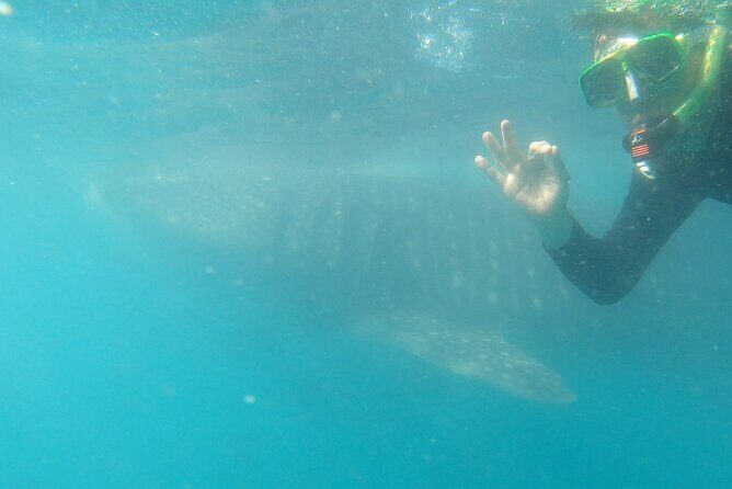 Whale Shark Swimming Adventure: Small Group with Marine Biologist - The Sum Up