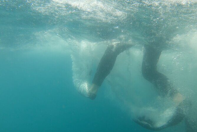 Whale Shark Swimming Adventure: Small Group with Marine Biologist - FAQ