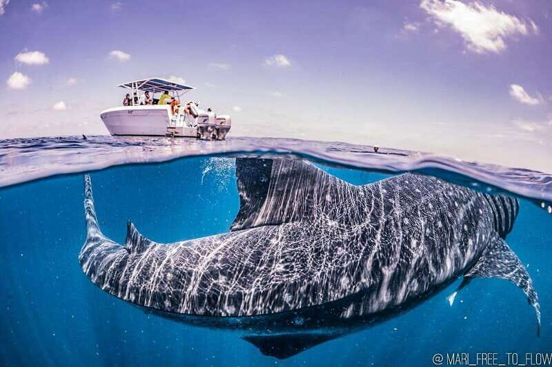 Whale Shark swimming ocean safari all included tour - Key Points