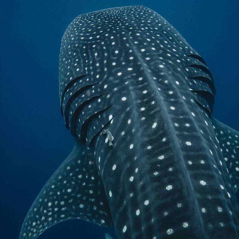 Whale Shark swimming ocean safari all included tour - Starting Point and Transportation