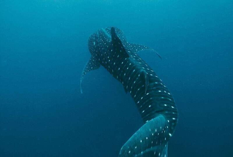 Whale Shark swimming ocean safari all included tour - Watching and Swimming with Whale Sharks