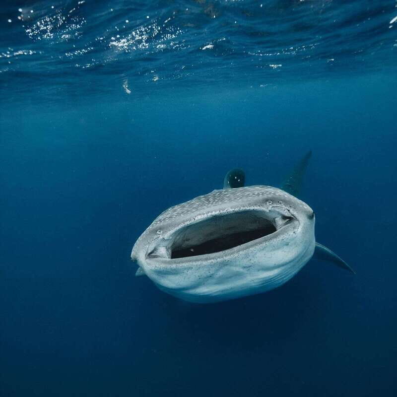 Whale Shark swimming ocean safari all included tour - Additional Snorkeling and Beach Time