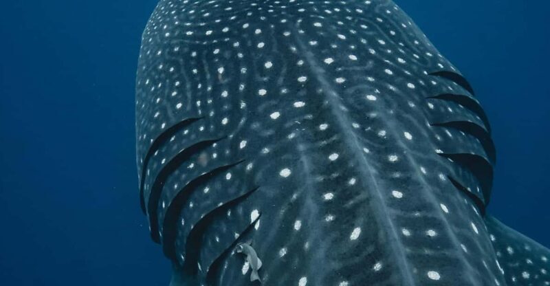 Whale Shark swimming ocean safari all included tour - The Overall Atmosphere & Group Size