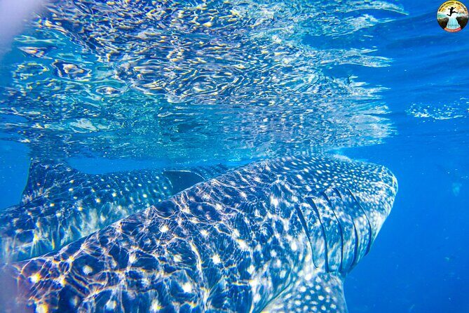 Whale Shark Swimming, Tumalog Falls and Kawasan Canyoneering - FAQ