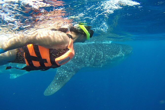 Whale Shark Tour from Cancun and Playa Del Carmen - What to Expect: The Layout of Your Day