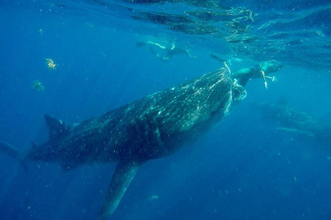 Whale Shark Tour from Cancun and Playa Del Carmen - FAQ: Practical Questions Answered