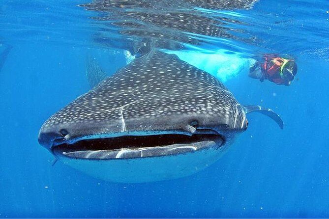 Whale Shark Tour from Cancun, Playa del Carmen, Tulum and Riviera Maya - An Honest Look at the Whale Shark Experience