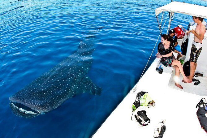 Whale Shark Tour from Cancun, Playa del Carmen, Tulum and Riviera Maya - Pricing and Value