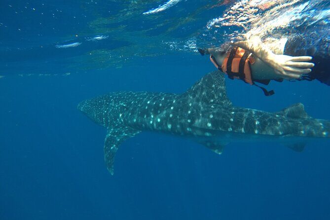 Whale Shark Tour from Holbox Island - An In-Depth Look at the Tour Experience