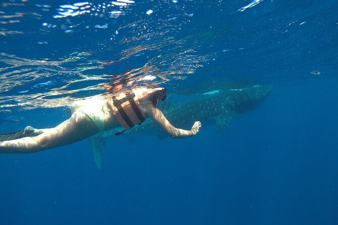 Whale Shark Tour from Holbox Island - FAQ About the Whale Shark Tour from Holbox
