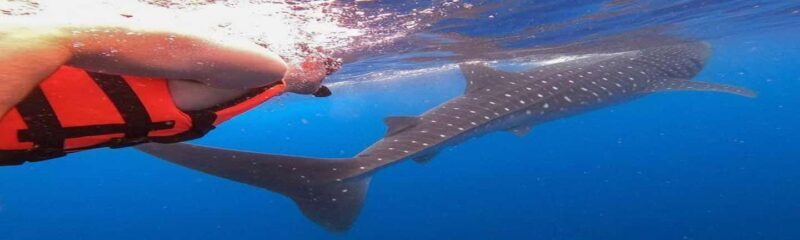 Whale Shark Tour in Cancun in Italian - Key Points