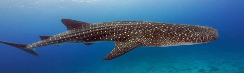 Whale Shark Tour in Cancun in Italian - An Overview of the Experience