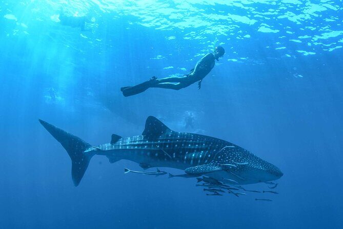 Whale Shark Watching and Snorkeling Experience on Contoy Island - Exploring the Details of the Tour