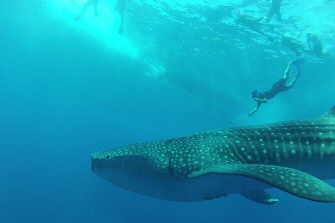 Whale Shark Watching and Snorkeling Experience on Contoy Island - FAQ