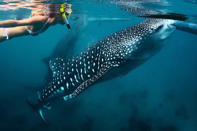 Whale Shark Watching & Tumalog Falls & Kawasan Falls - A Comprehensive Look at the Tour