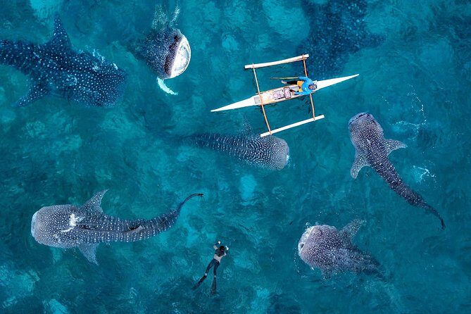 Whale Shark Watching & Tumalog Falls & Kawasan Falls - What We’ve Learned from the Reviews