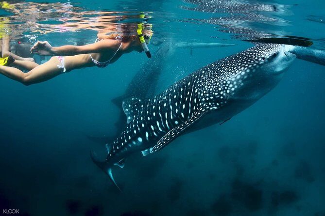 Whale Shark with Tumalog Falls & Sumilon Sandbar - Exploring the Itinerary in Detail