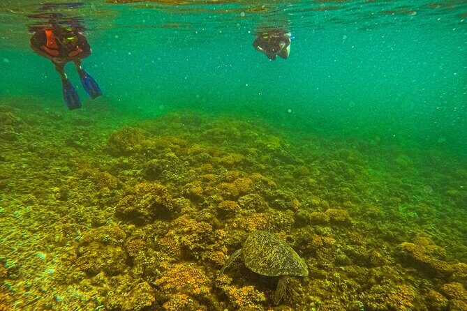 Whale Sharks and Sea Lions Snorkeling Picnic at Balandra Beach - Overview of the Itinerary and Experience