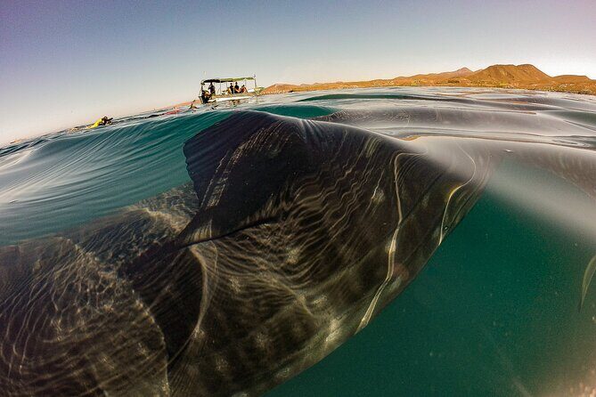 Whale Sharks and Sea Lions Snorkeling Picnic at Balandra Beach - A Few Considerations Before Booking