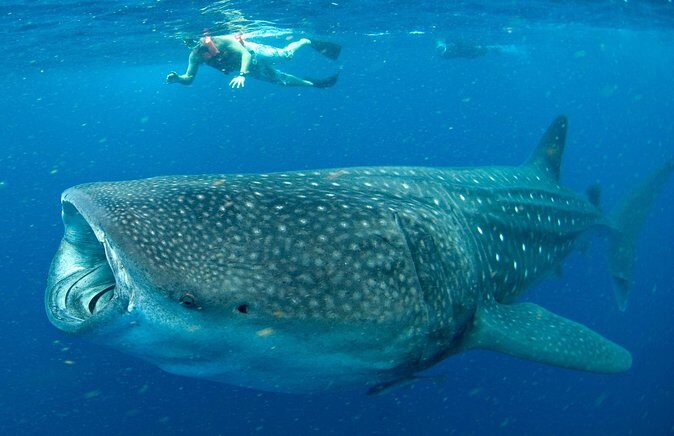 Whale Sharks Small-Group Tour in Cancun and Riviera Maya - Cruising Out to the Marine Encounter