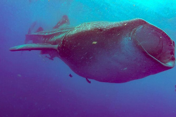 Whale Sharks Small-Group Tour in Cancun and Riviera Maya - Timing and Group Size