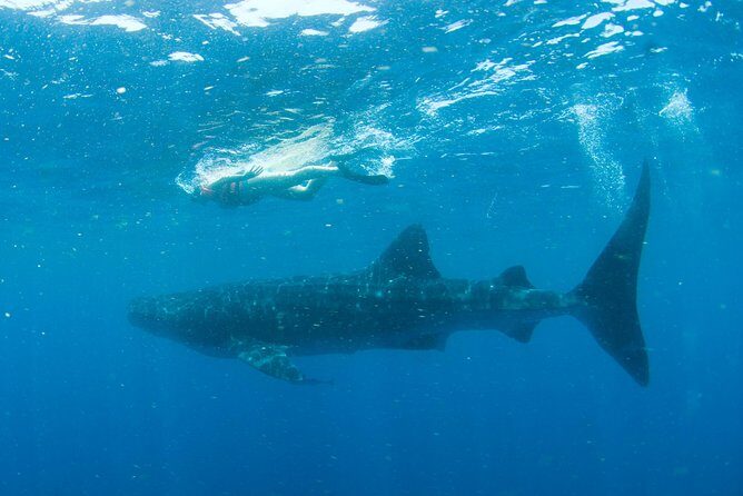 Whale Sharks Small-Group Tour in Cancun and Riviera Maya - Final Thoughts: Who Will Love This Tour?
