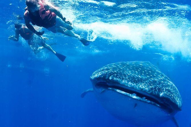 Whale Sharks Small-Group Tour in Cancun and Riviera Maya - FAQ