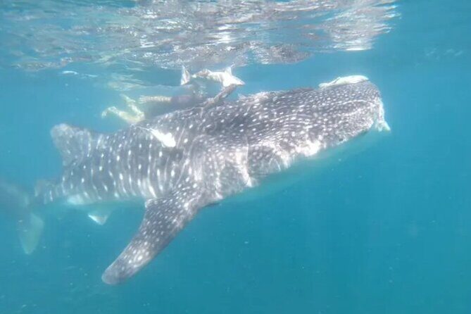 Whale Sharks Snorkeling Experience - Why This Tour Matters