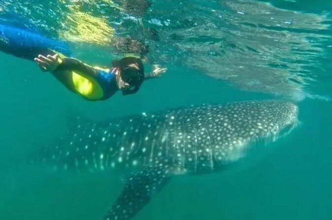 Whale Sharks Snorkeling Experience - FAQs