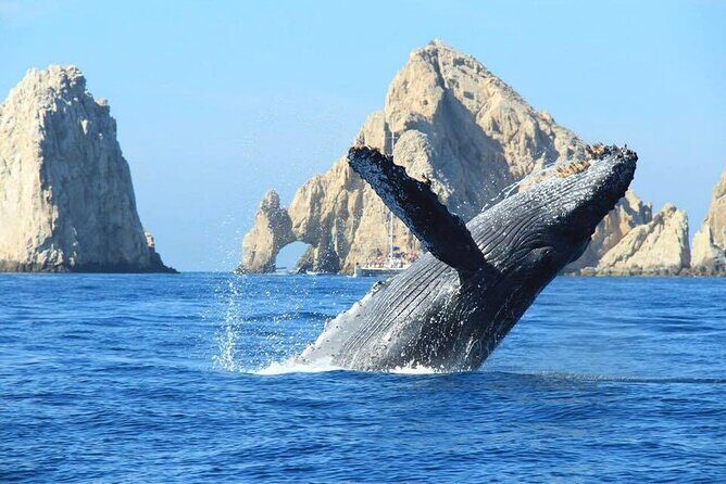 Whale Tale Adventures in Los cabos - An honest look at Whale Tale Adventures in Los Cabos