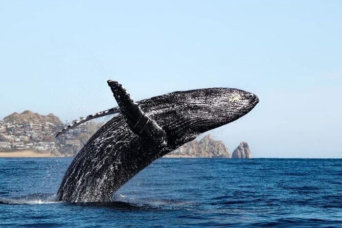 Whale Tale Adventures in Los cabos - What to Expect from Whale Tale Adventures