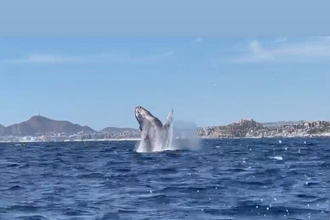 Whale Tale Adventures in Los cabos - The Sum Up