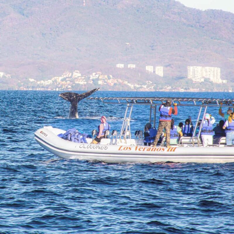 Whale Tour in Puerto Vallarta by Speedboat or Catamaran - Key Points