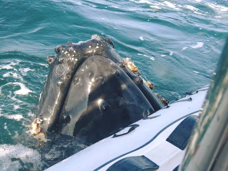 Whale Tour in Puerto Vallarta by Speedboat or Catamaran - An In-Depth Look at the Tour